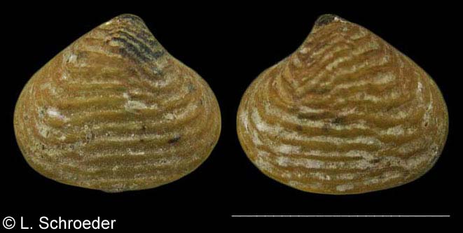 Bivalves - Astartidae, Carditidae